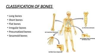Human Skeleton System an Introduction of bones | PPT