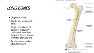 Human Skeleton System an Introduction of bones | PPTX
