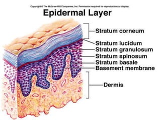 Human skin | PPT | Free Download