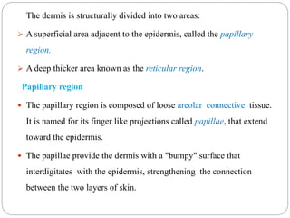 Introduction of Human skin | PPT