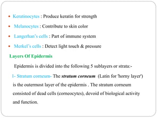 Introduction of Human skin | PPT