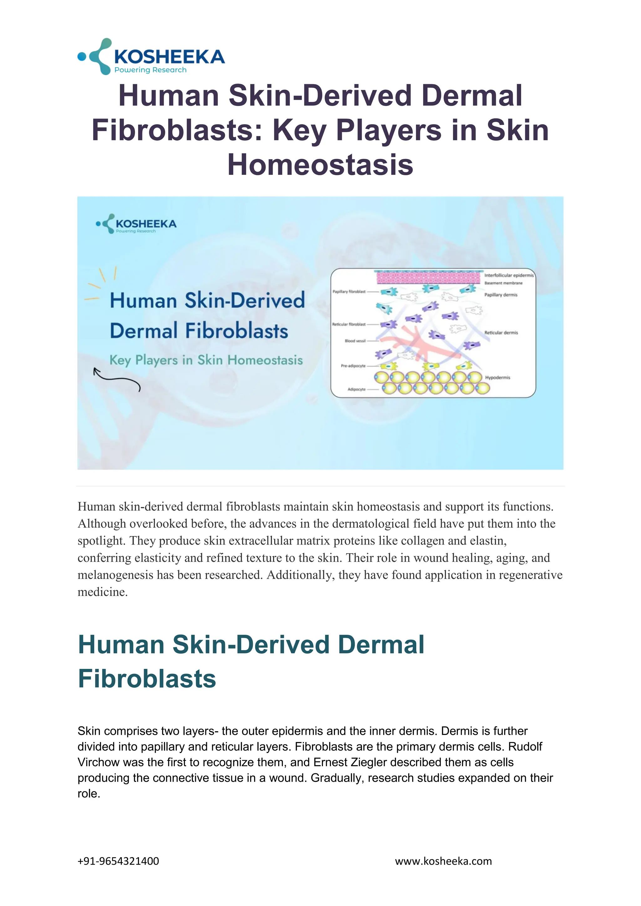 Human Skin-Derived Dermal Fibroblasts: Key Players in Skin Homeostasis ...