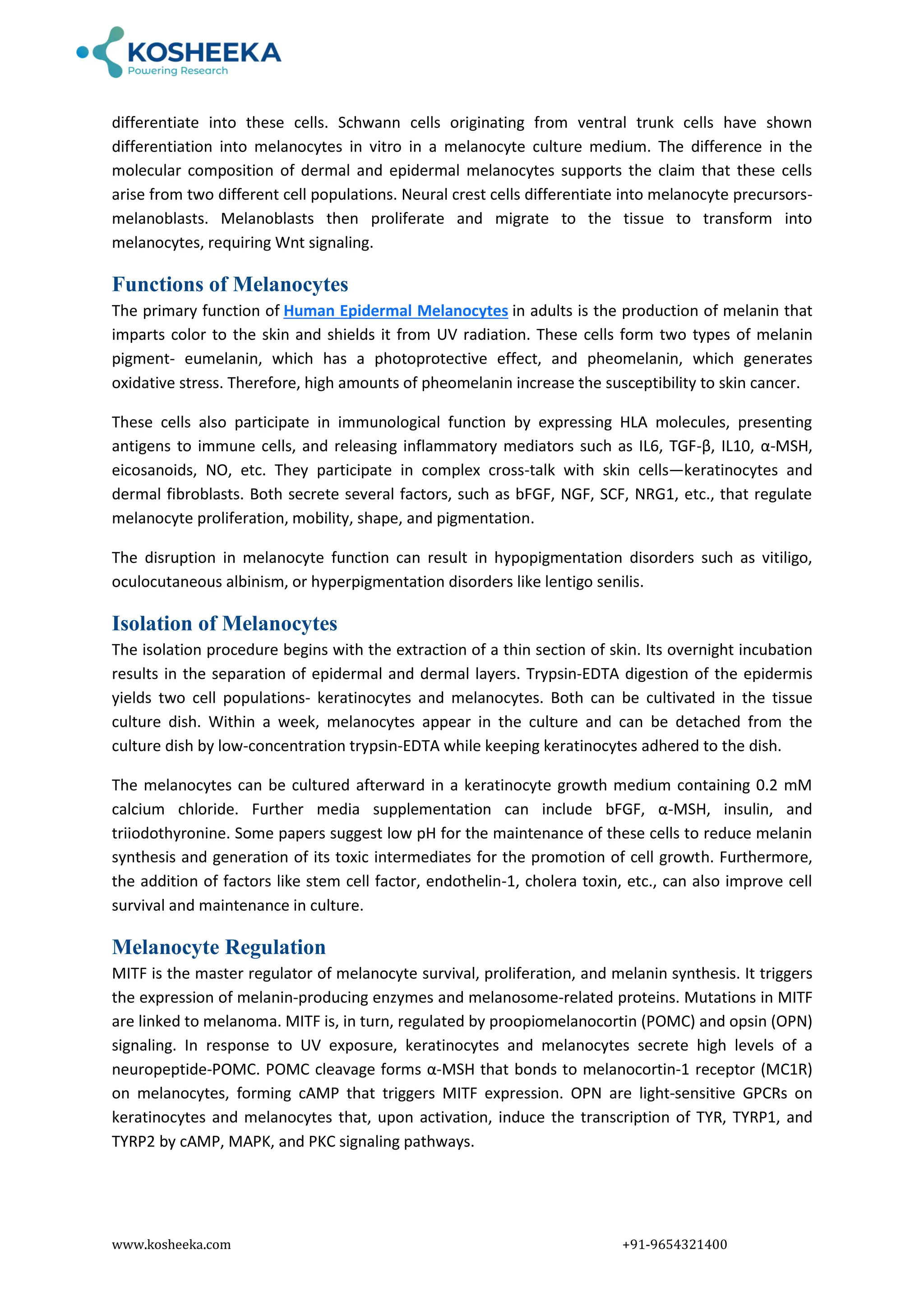 Human Skin Derived Epidermal Melanocytes.pdf