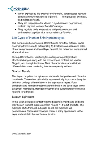 What Are Dendritic Cells and Their Role in Immunobiology? | PDF