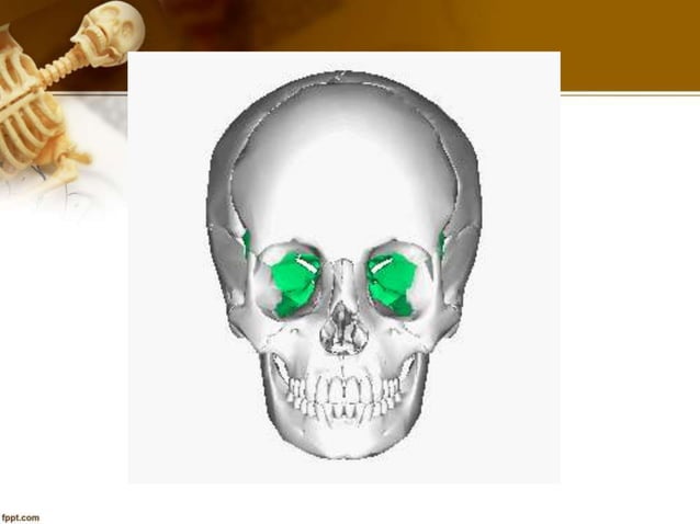 Human skull (Bones of Jaw) | PPT