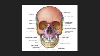 Human skull in Various View | PPT