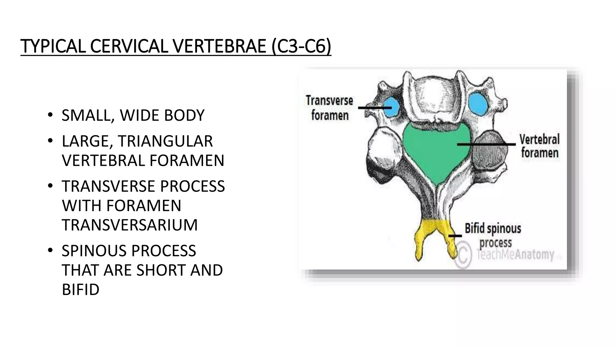 Human Skull and Vertebrae.pptx