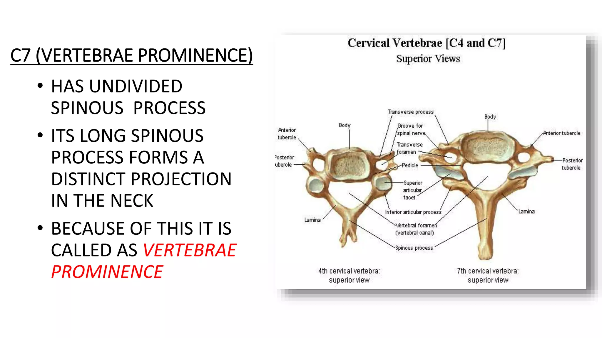 Human Skull and Vertebrae.pptx