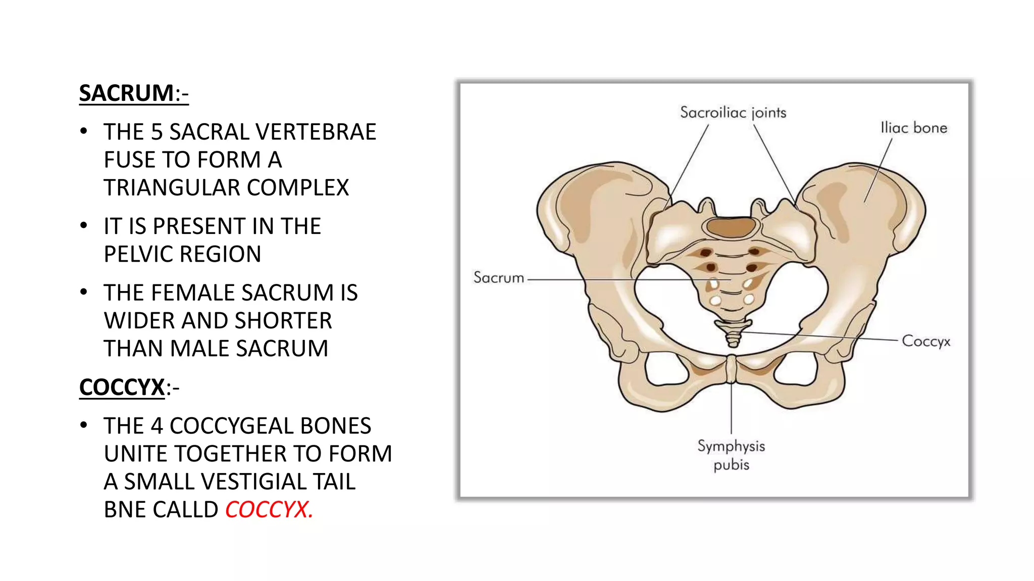Human Skull and Vertebrae.pptx