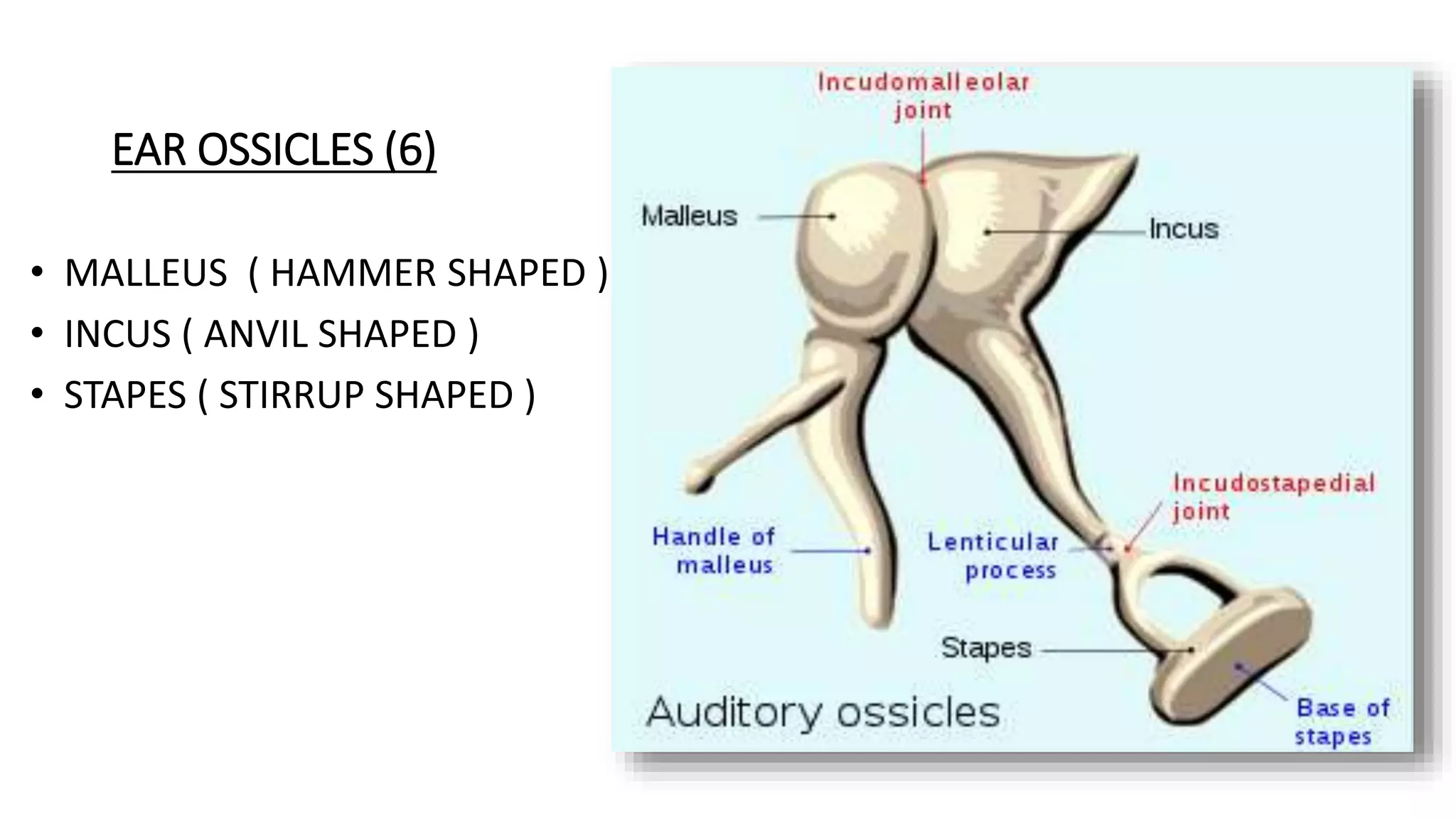 Human Skull and Vertebrae.pptx