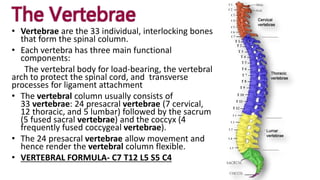 Human Skull and Vertebrae.pptx