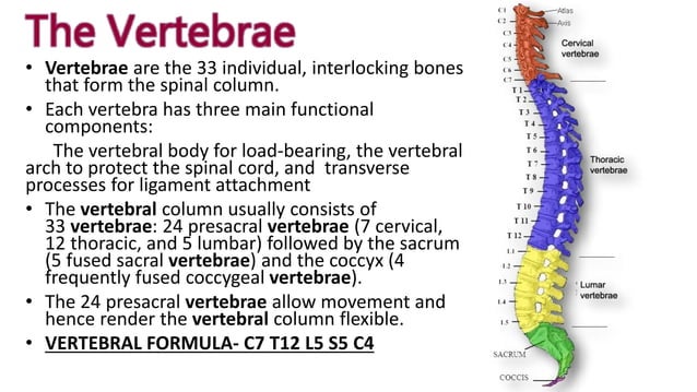 Human Skull and Vertebrae.pptx