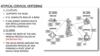 Human Skull and Vertebrae.pptx