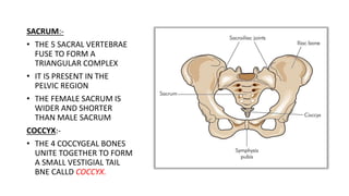 Human Skull and Vertebrae.pptx