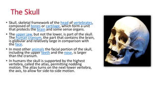 Human Skull and Vertebrae.pptx