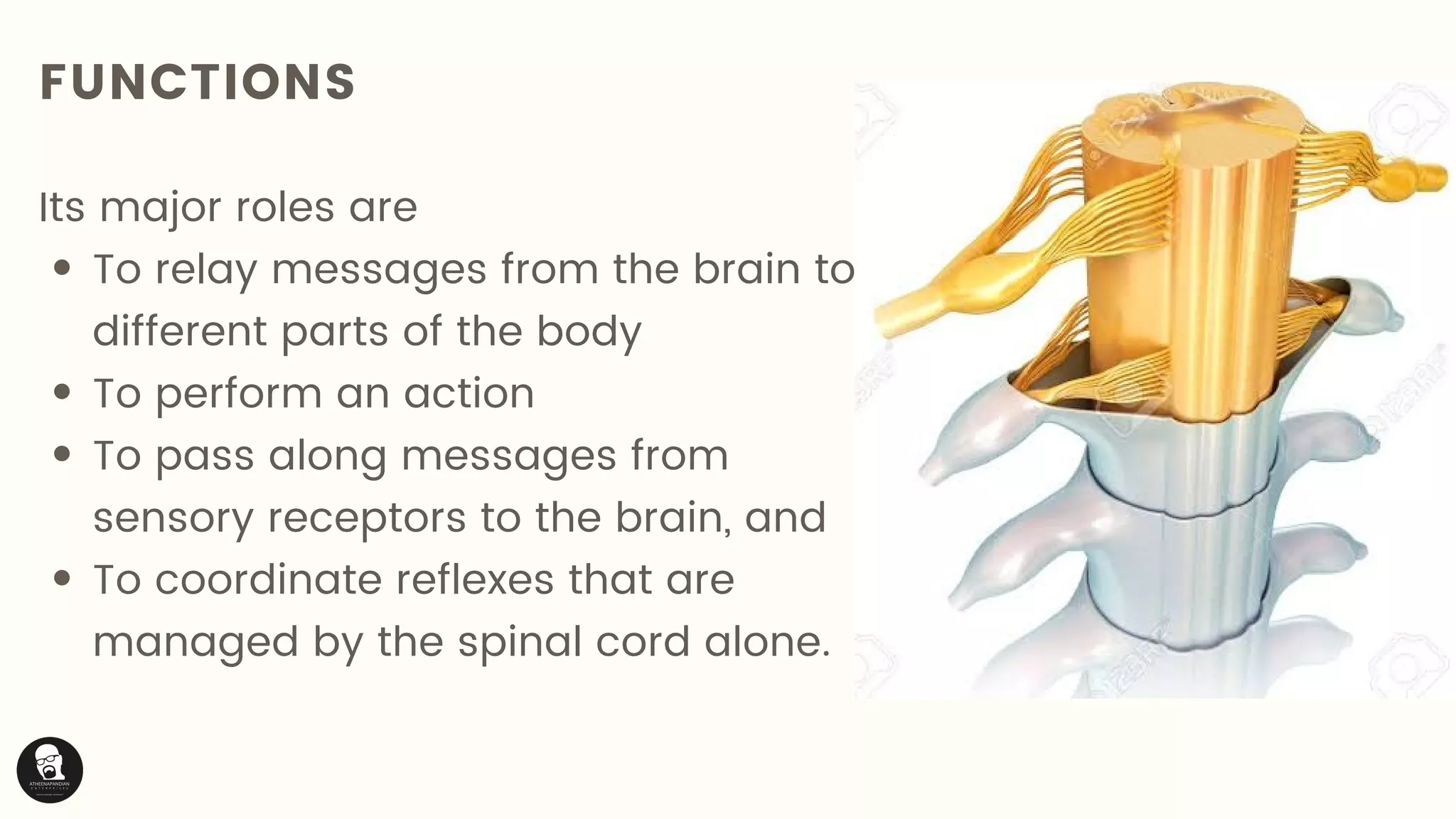Human spinal cord - Structure and Functions | PDF