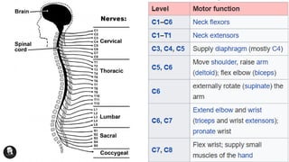 Human spinal cord - Structure and Functions | PDF