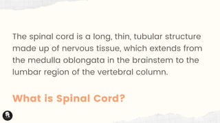 Human spinal cord - Structure and Functions | PDF