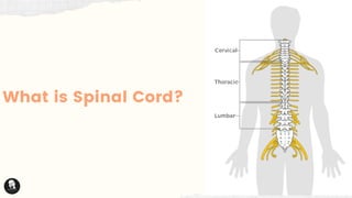 Human spinal cord - Structure and Functions | PDF