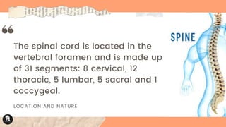 Human spinal cord - Structure and Functions | PDF