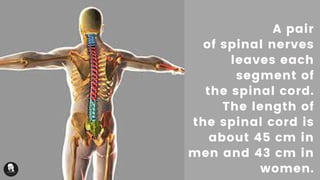 Human spinal cord - Structure and Functions | PDF