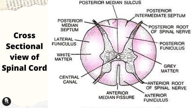 Human spinal cord - Structure and Functions | PDF