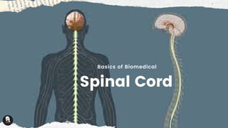 Real Human Spinal Cord
