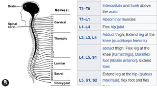 Functions Of The Spinal Cord