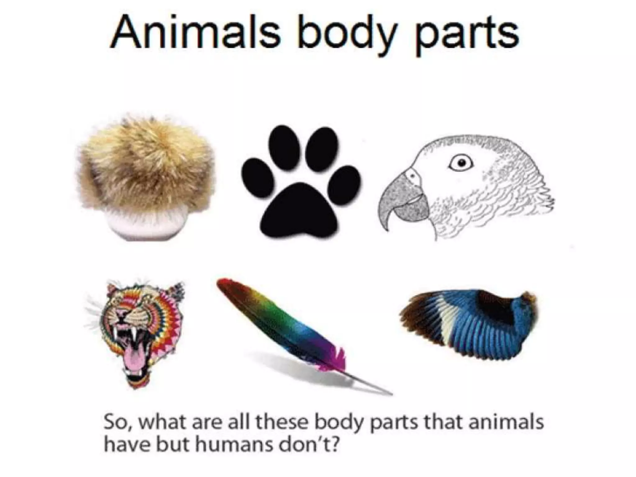 Humans vs. Animals (presentation) | PPTX