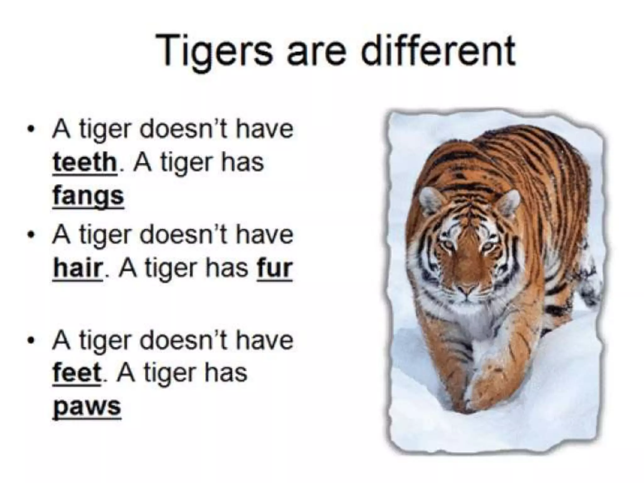 Humans vs. Animals (presentation) | PPTX