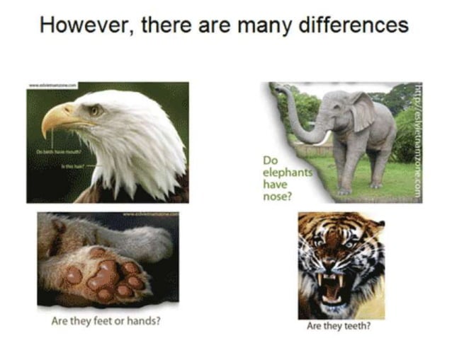 Humans vs. Animals (presentation) | PPTX