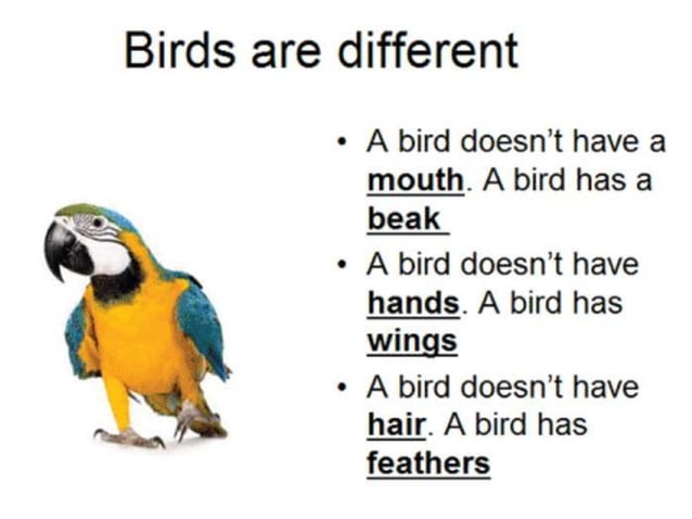 Humans vs. Animals (presentation) | PPTX