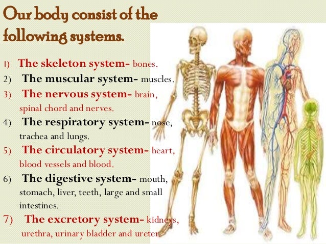 The 11 Body Systems Description Body Systems Human