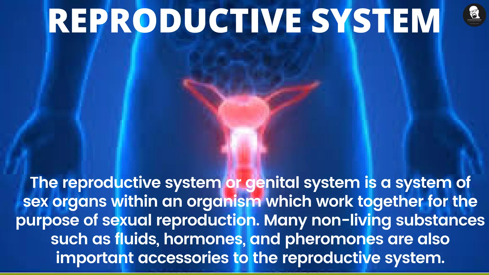 Human System In The Body Pdf