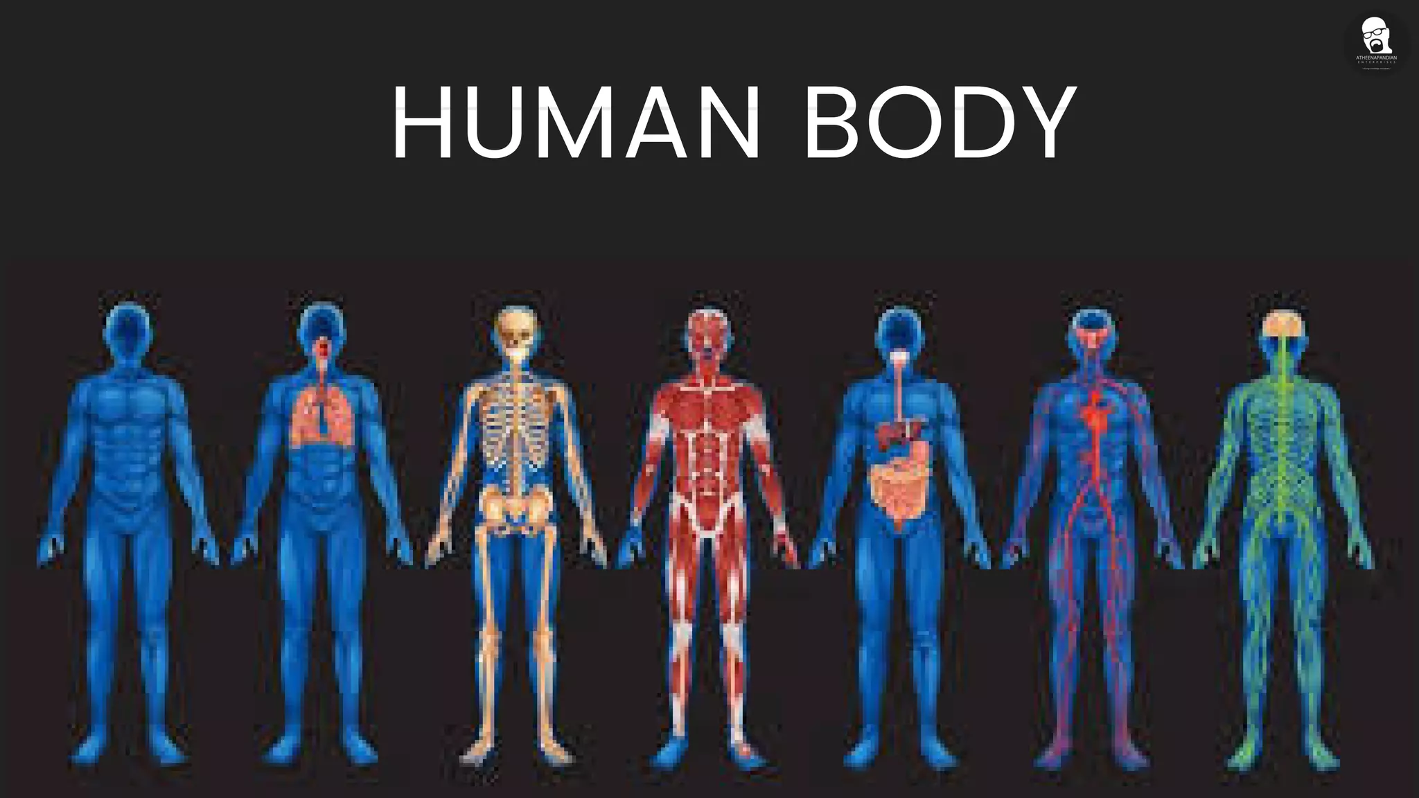 Human system in the body | PDF | Lung and Respiratory Health | Diseases ...