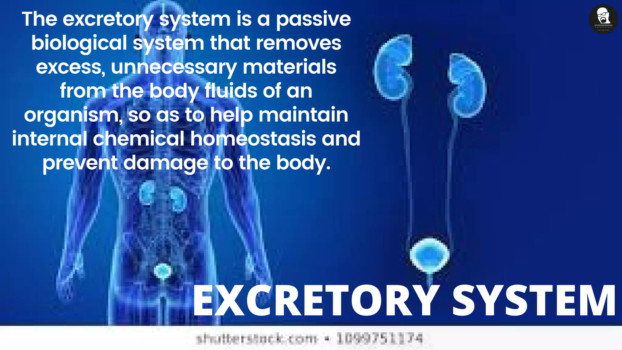 Human system in the body | PDF | Lung and Respiratory Health | Diseases ...