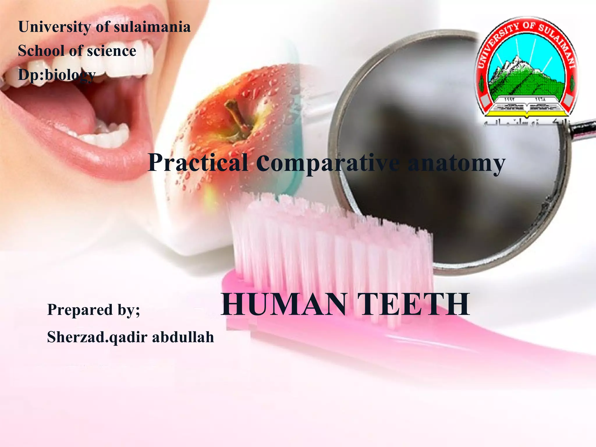 Human teeth | PPT