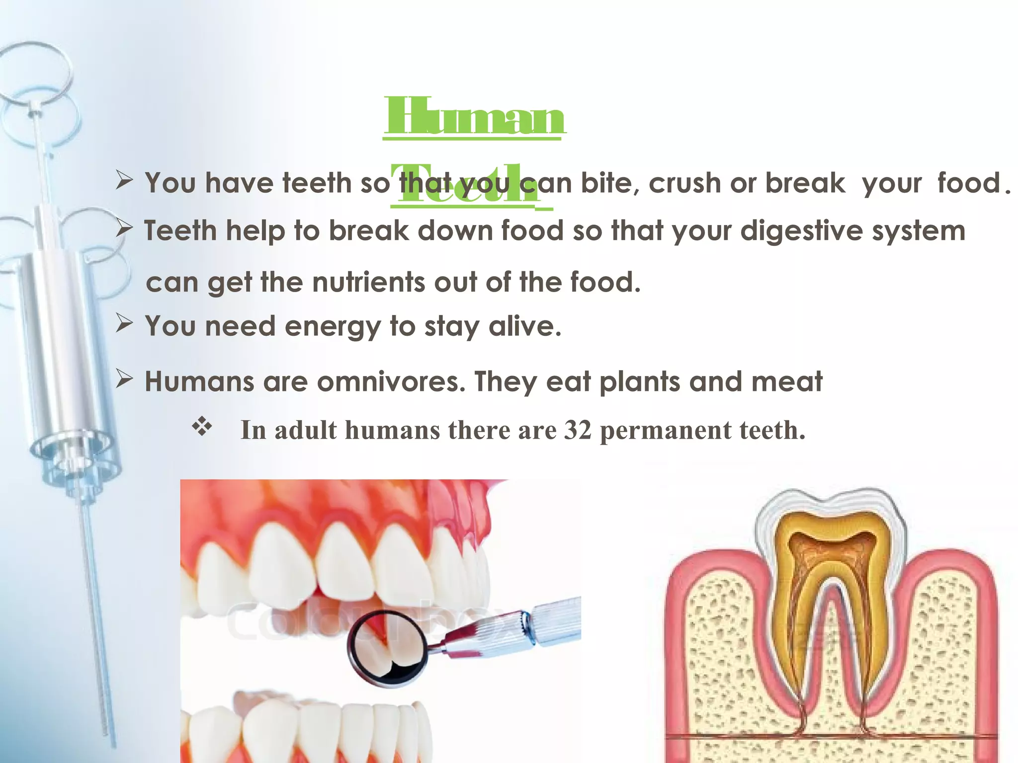 Human teeth | PPT