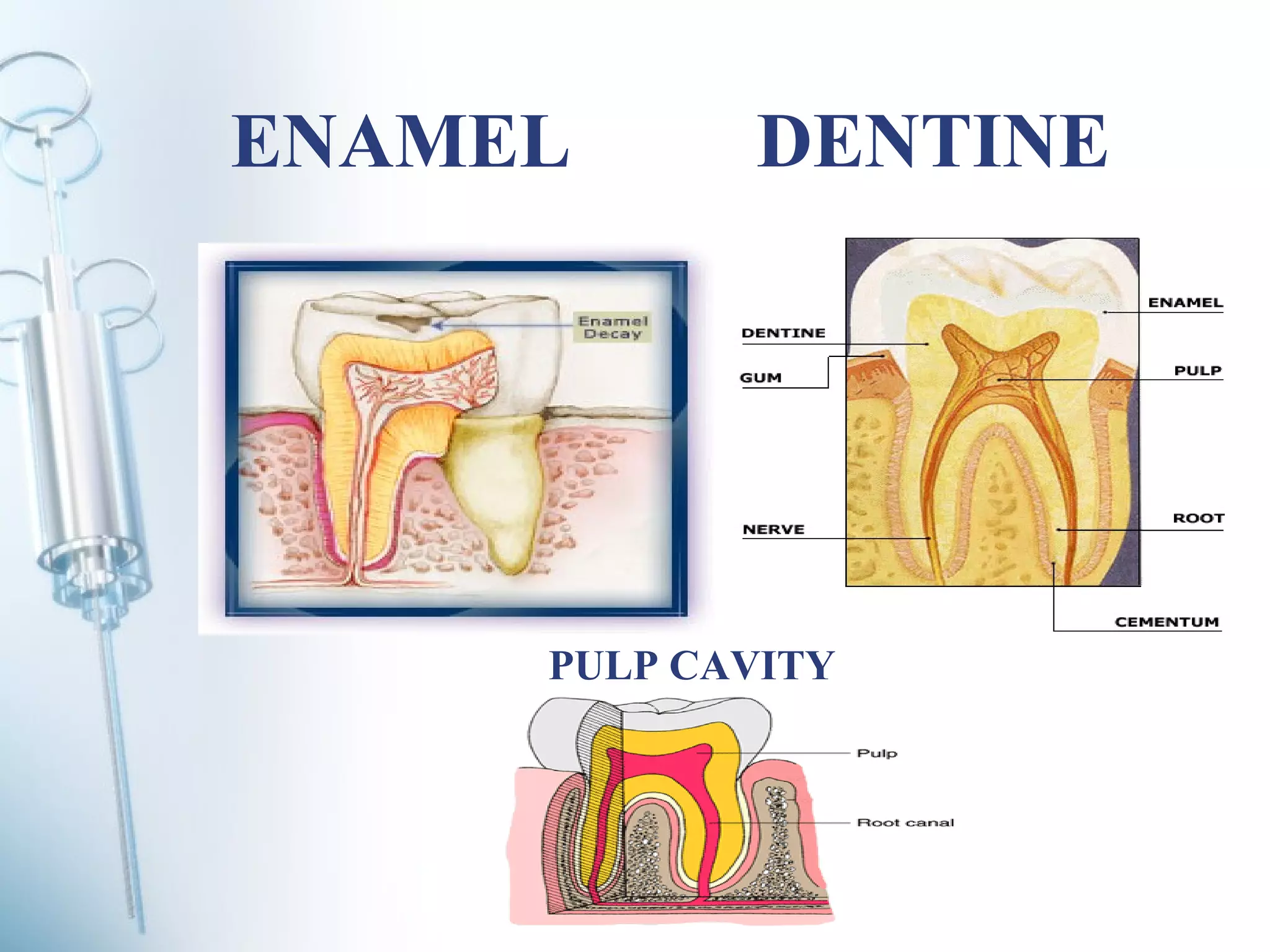 Human teeth | PPT