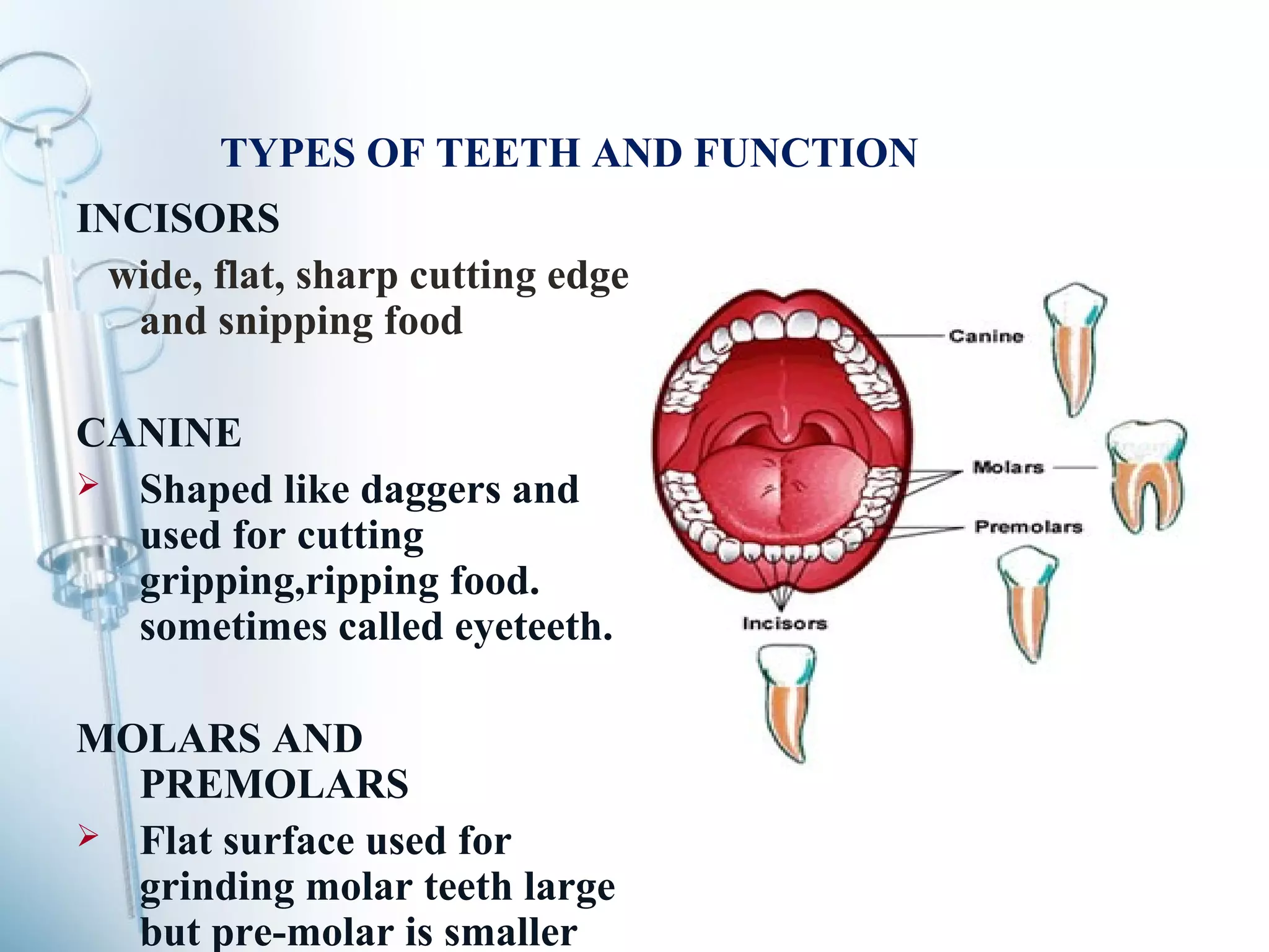 Human teeth | PPT