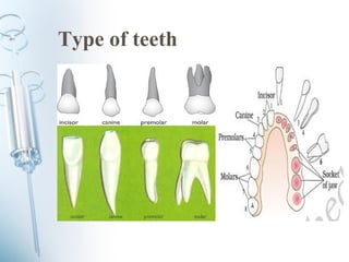 Human teeth 2 | PPT