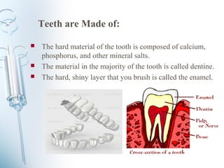Human teeth 2 | PPT