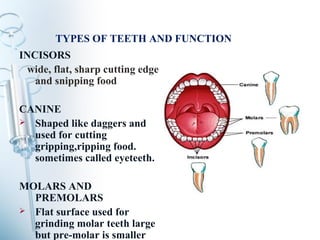 Human teeth 2 | PPT