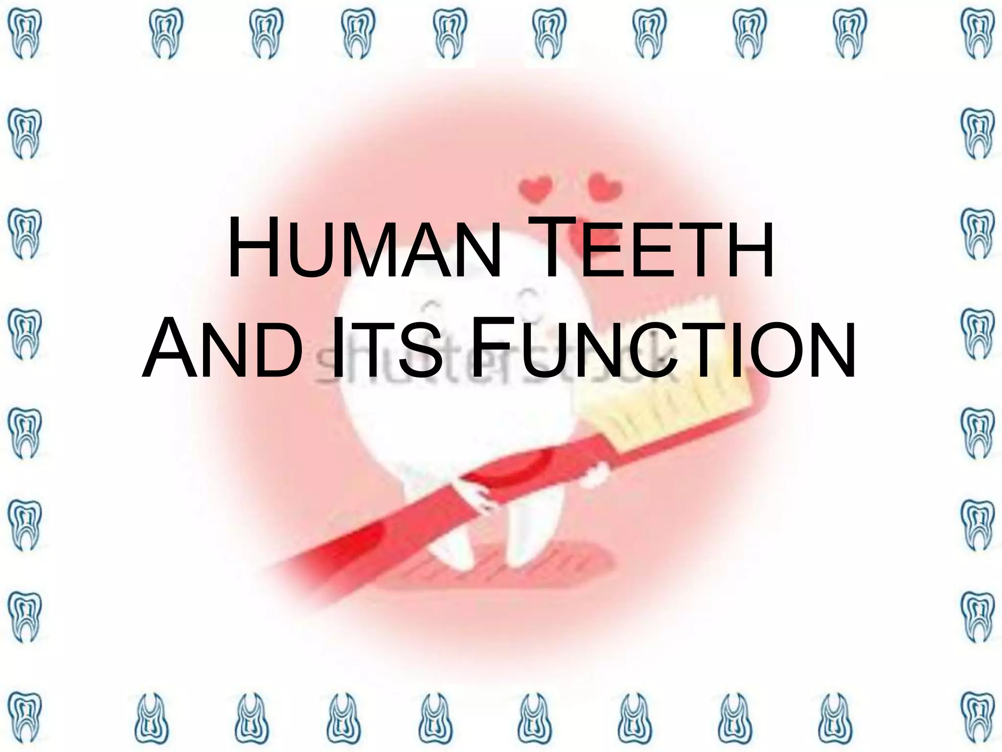Human teeth and its functions | PPTX