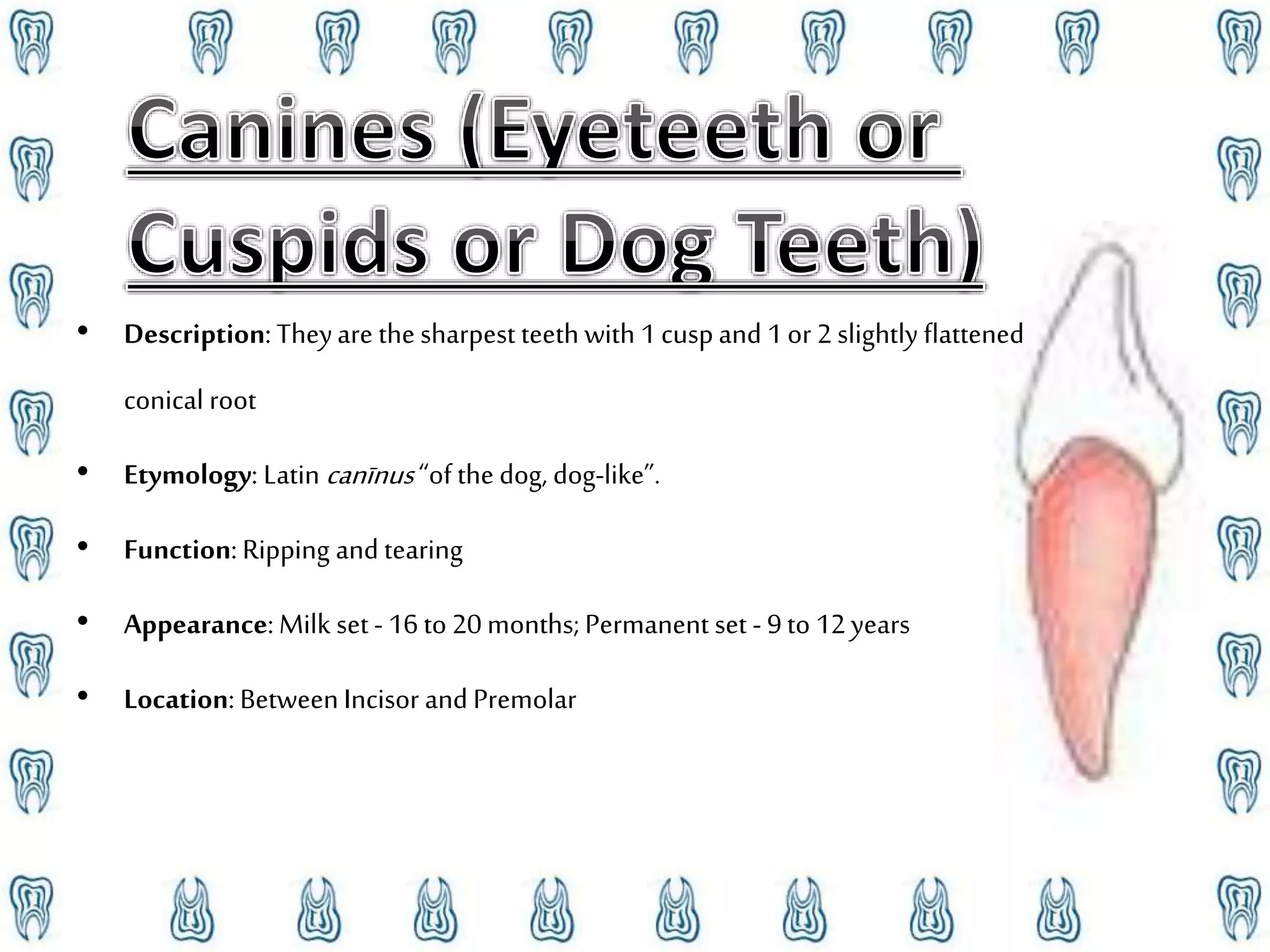 Human teeth and its functions | PPTX