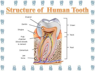 Human teeth and its functions | PPTX