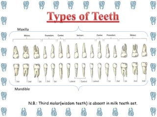 Human teeth and its functions | PPTX