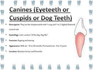 Human teeth and its functions | PPTX