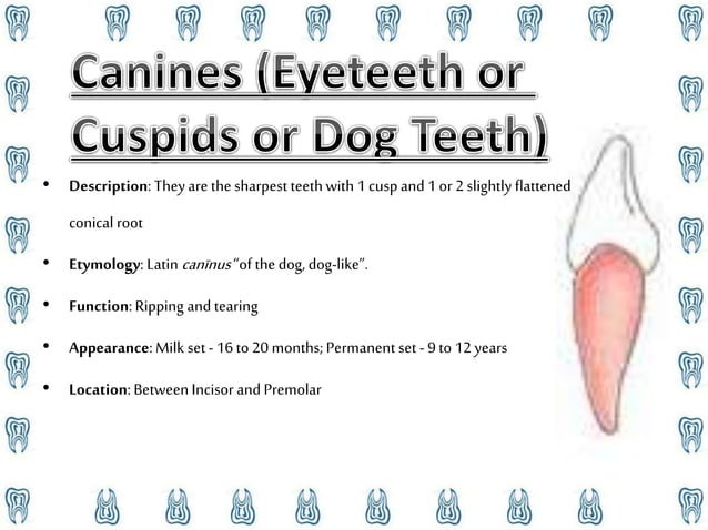 Human teeth and its functions | PPTX
