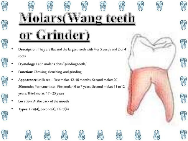 Human teeth and its functions | PPTX